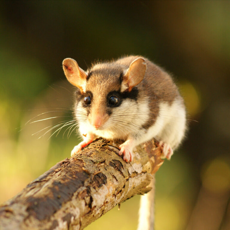 Tierportrait: Bilche - Wildvögel, Fledermäuse, Igel und Insekten