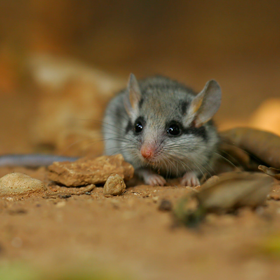 Tierportrait: Bilche - Wildvögel, Fledermäuse, Igel und Insekten