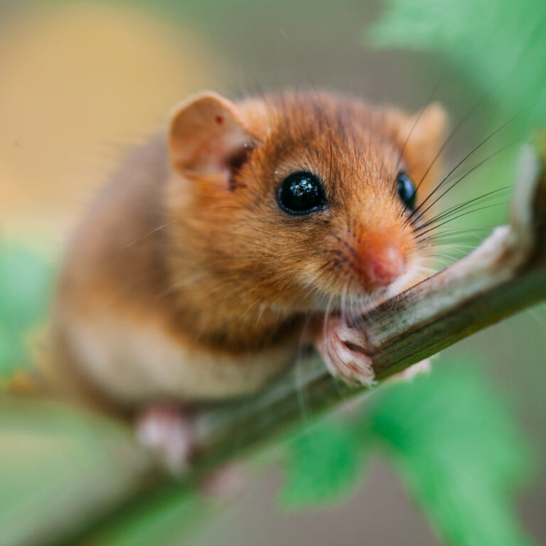 Tierportrait: Bilche - Wildvögel, Fledermäuse, Igel und Insekten