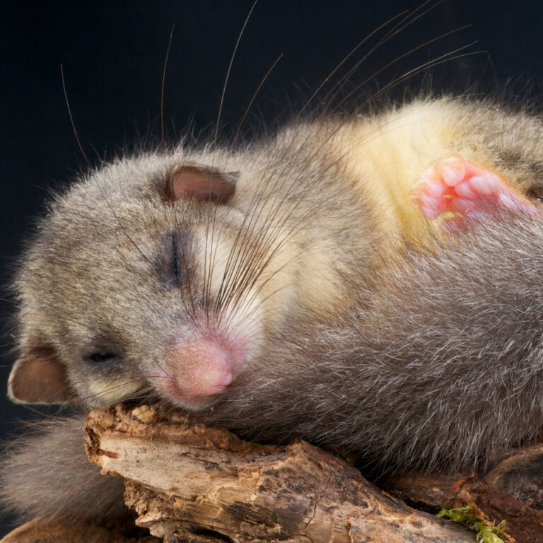 Tierportrait: Bilche - Wildvögel, Fledermäuse, Igel und Insekten